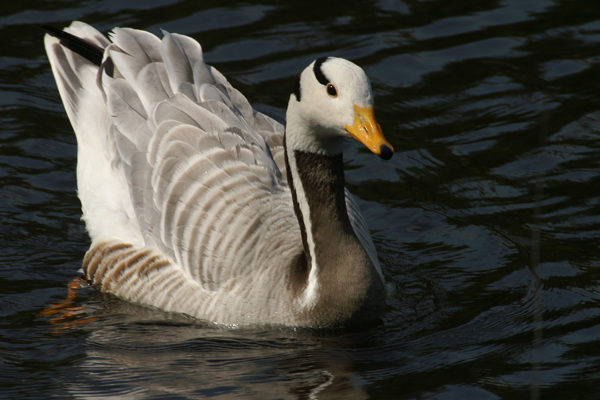 indische-gans - Haagse Bos - april 2009